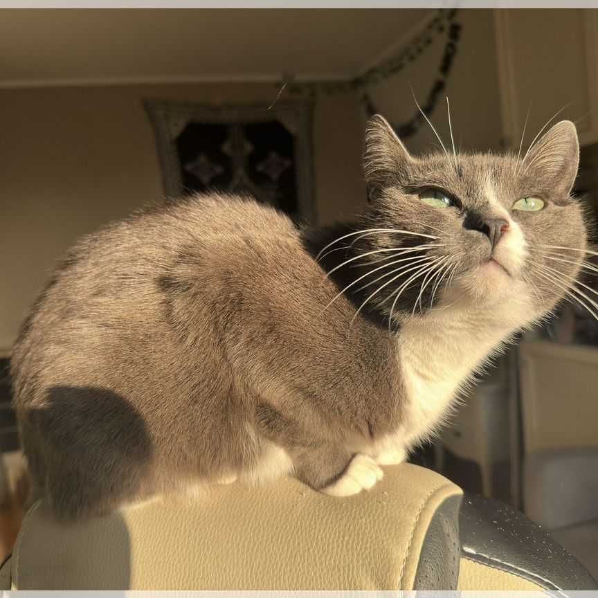 Взрослая, кошка в добрые руки