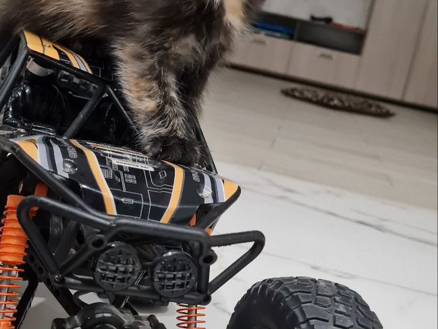 Котятки