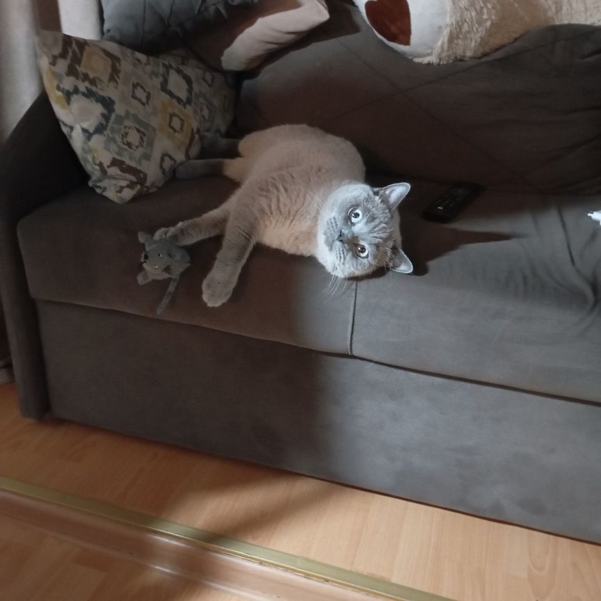 Шотландский кот