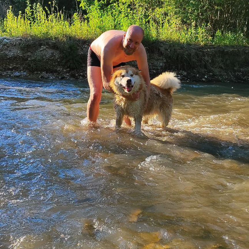 Отдам маламут кобель