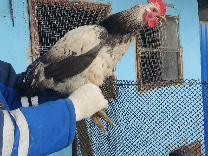 Молодой петух