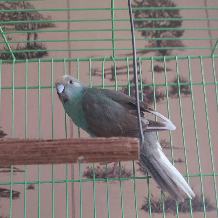 Попугай какарик