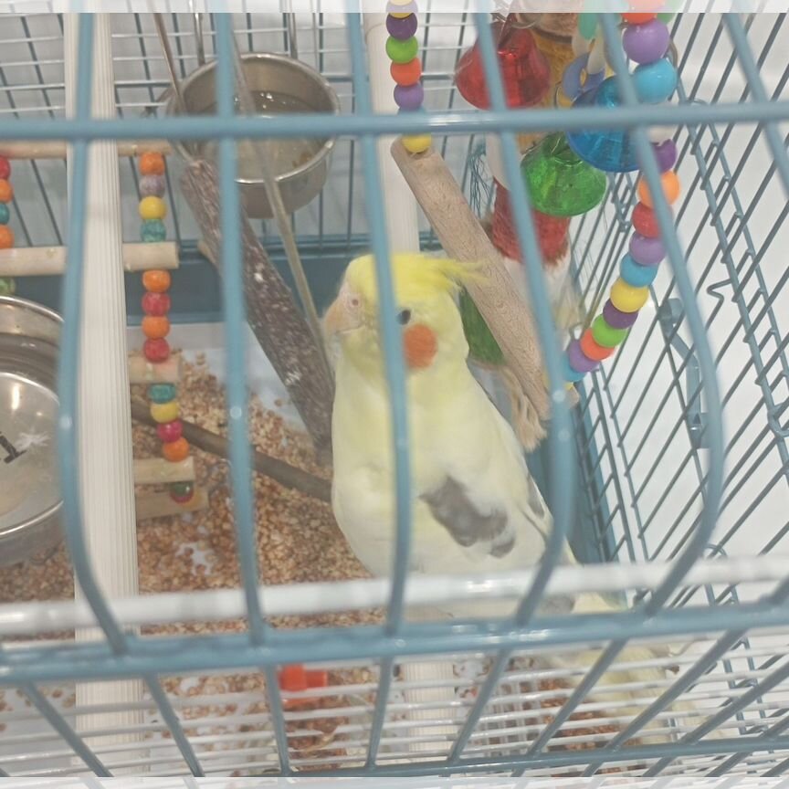 Попугай корелла с клеткой