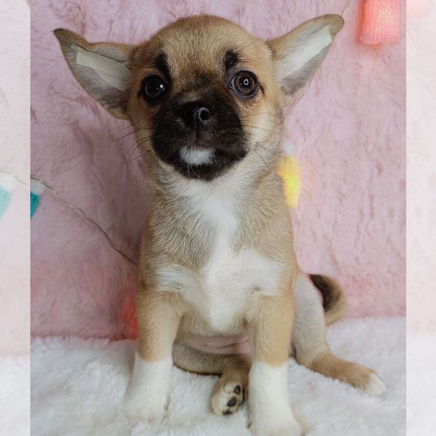 Девочка чихуахуа рыже-соболь