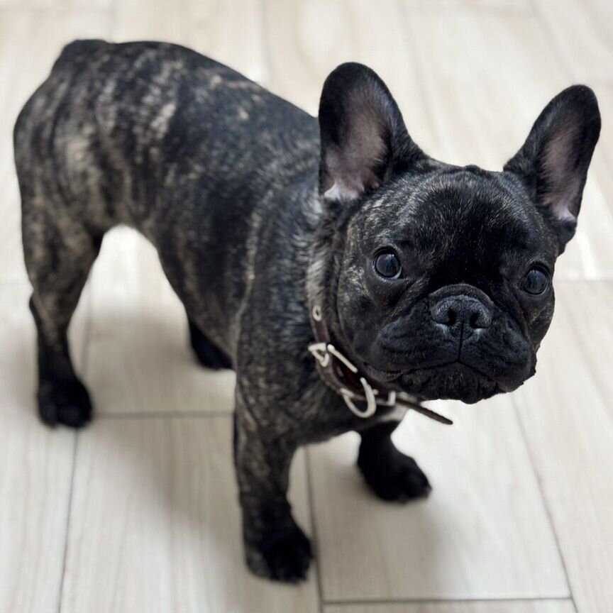 Французский бульдог