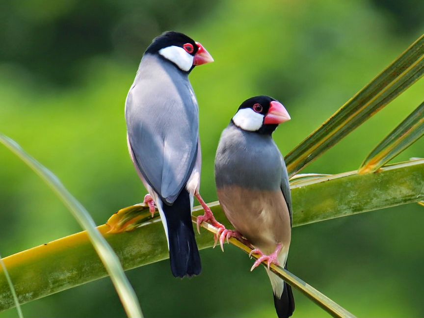 Рисовые амадины