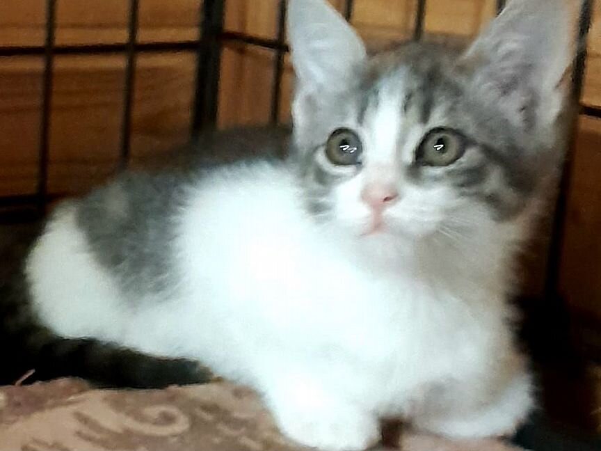 Котенок ищет родителей