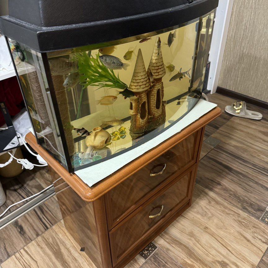 Аквариум с рыбками