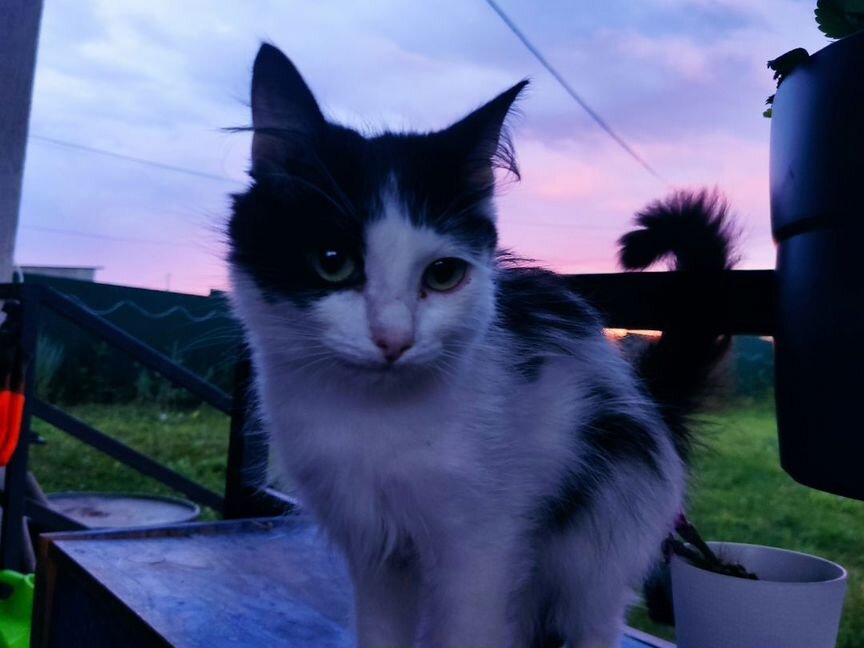 Кошка беспородная