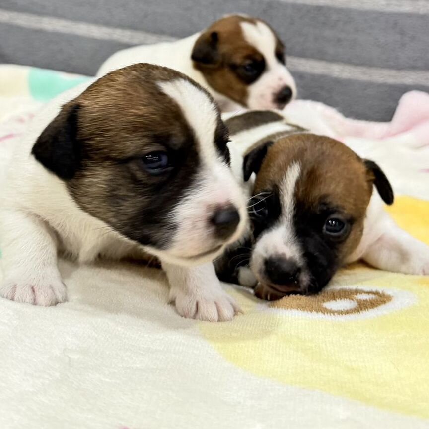 Джек-рассел-терьер, щенок