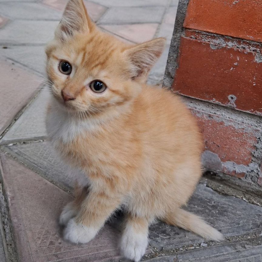 Британский короткошёрстный котёнок
