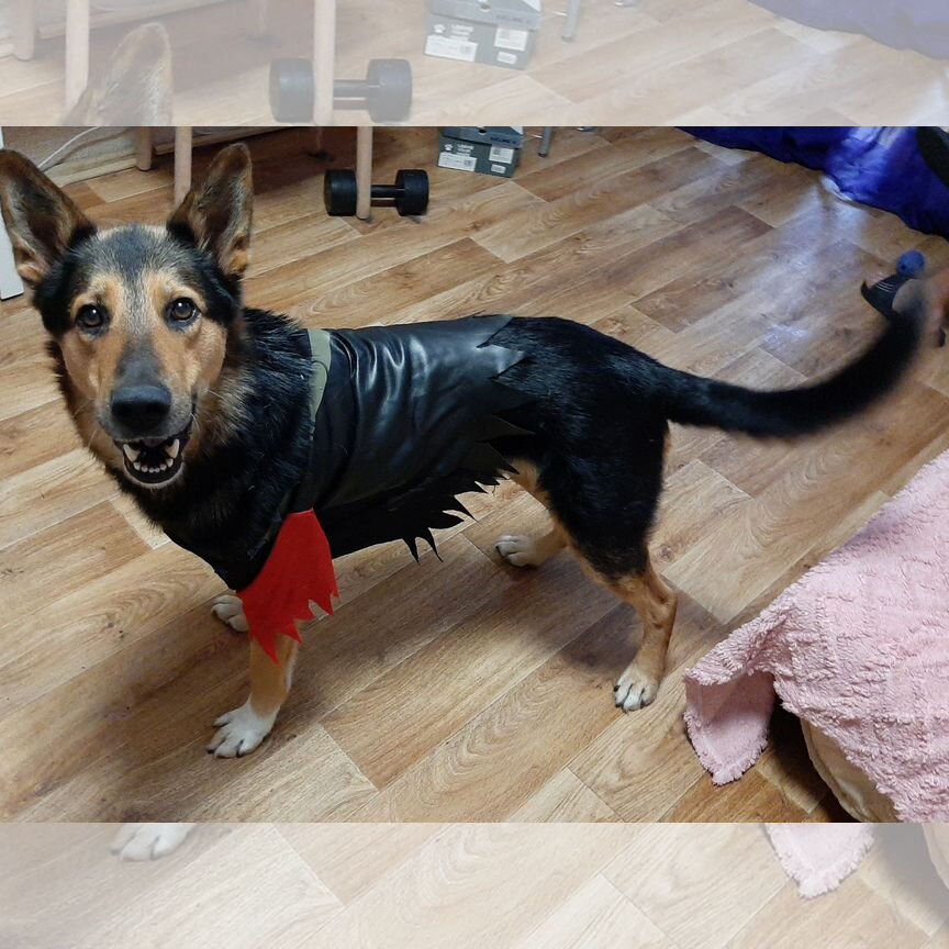 Взрослый пёс в добрые руки