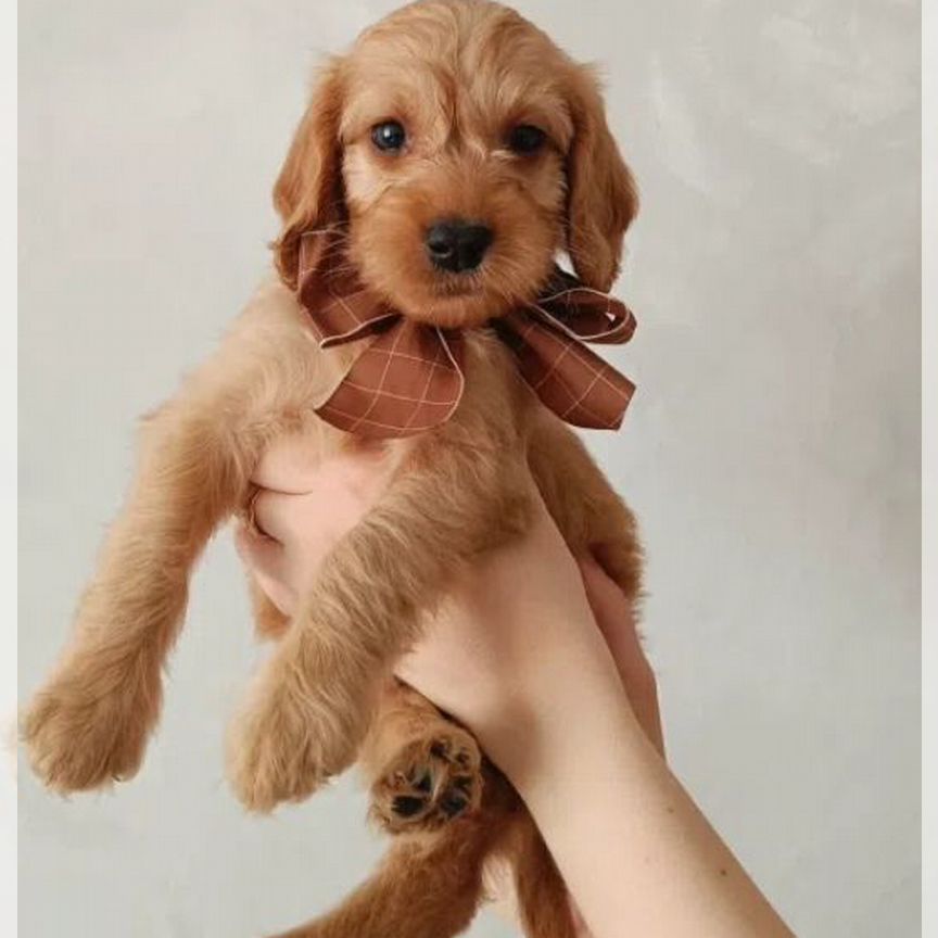 Кокапу, щенок