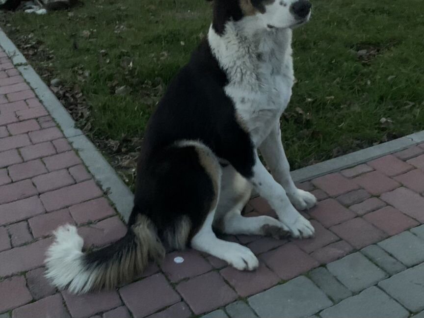 Собака девочка стерильная