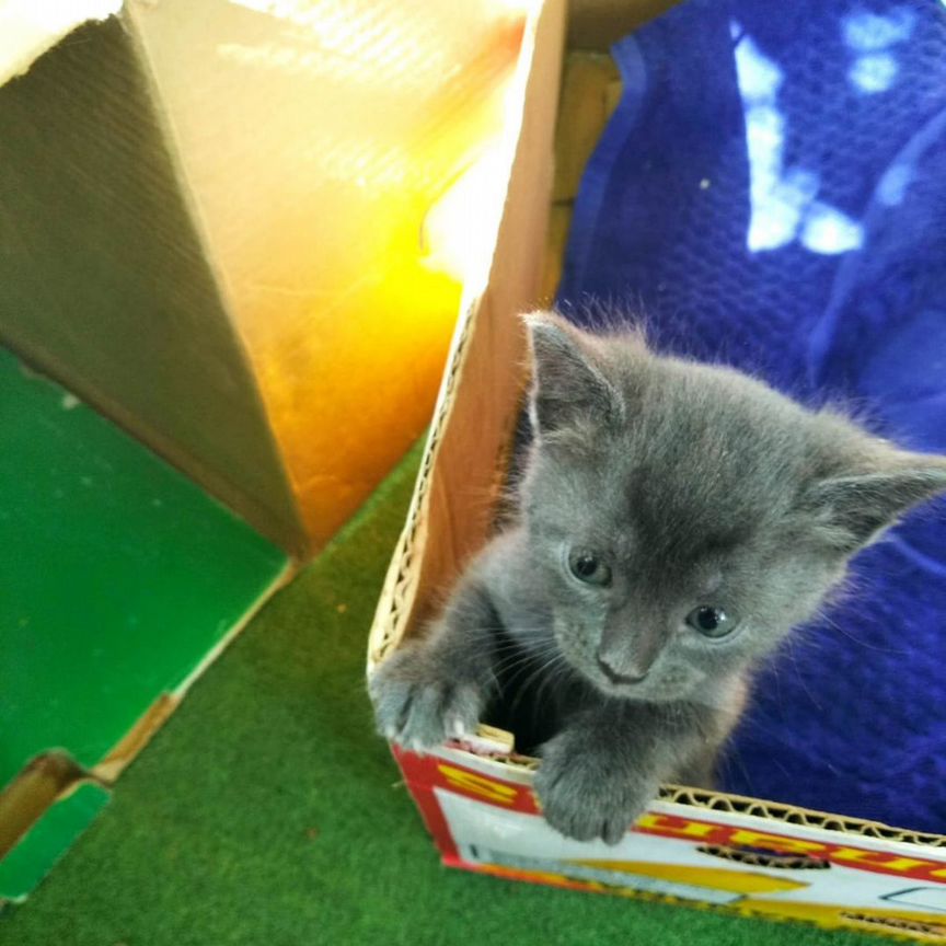 Пристраиваются в добрые руки