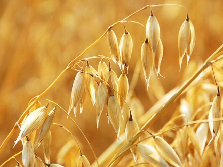 Корм для животных - овес, пшеница, ячмень