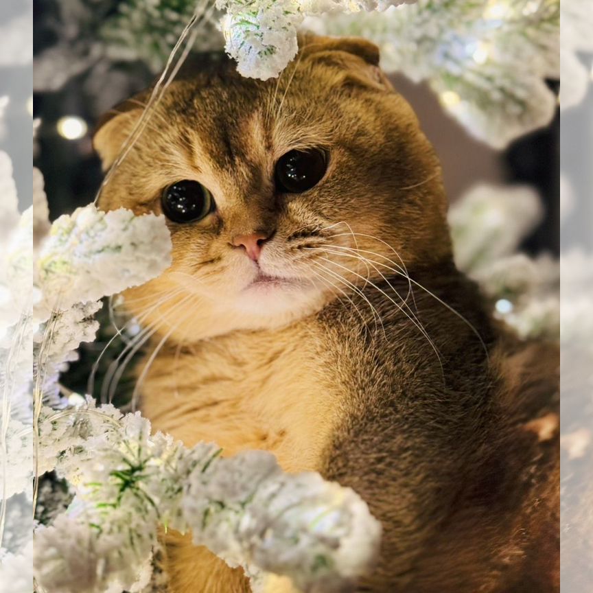 Кот Батон ждет невесту