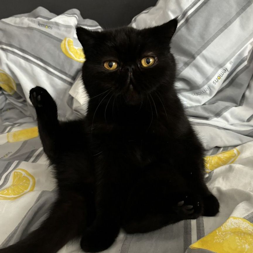 Кошка экзот