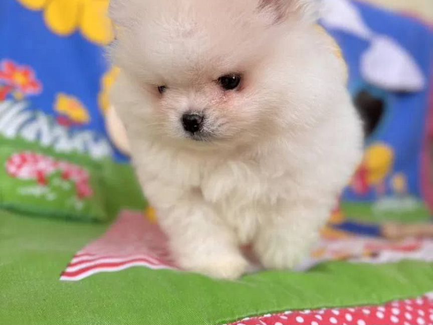 Щенята померанского шпица с документами