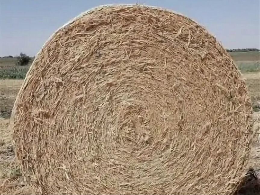 Солома гороховая