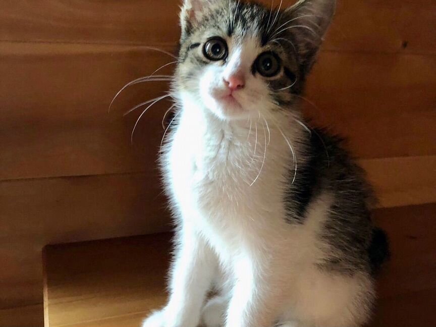 Славная малышка ищет семью