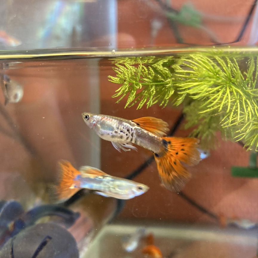 Гуппи красный дракон