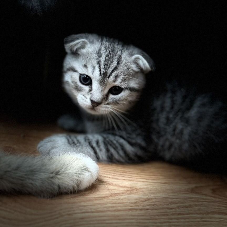 Шотландский вислоухий короткошёрстный котёнок