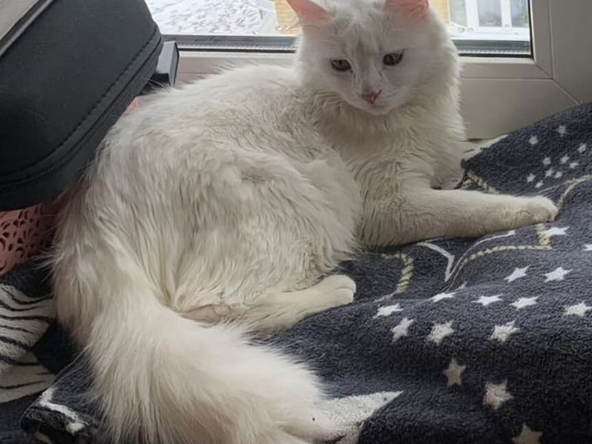 Белая кошечка