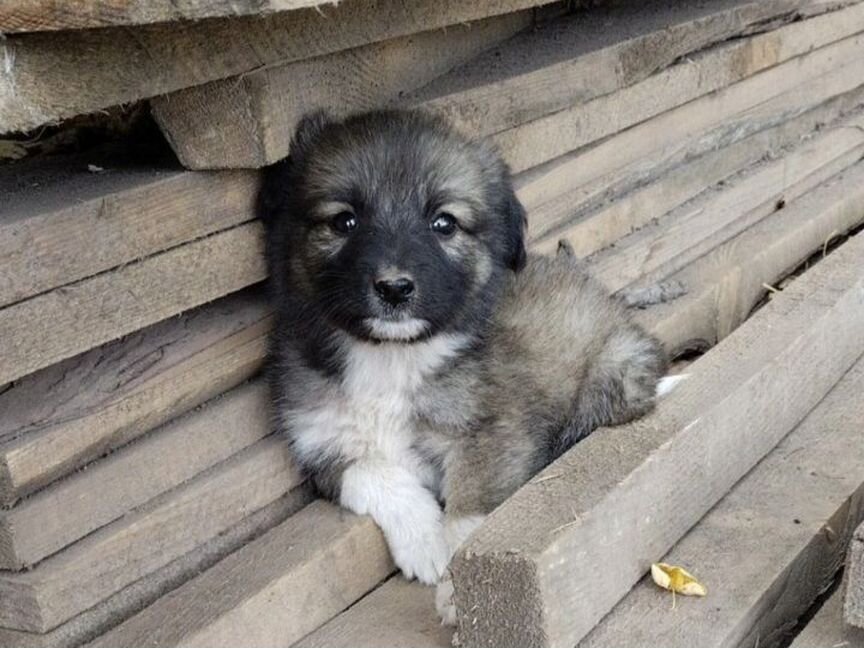 Щенок в добрые руки