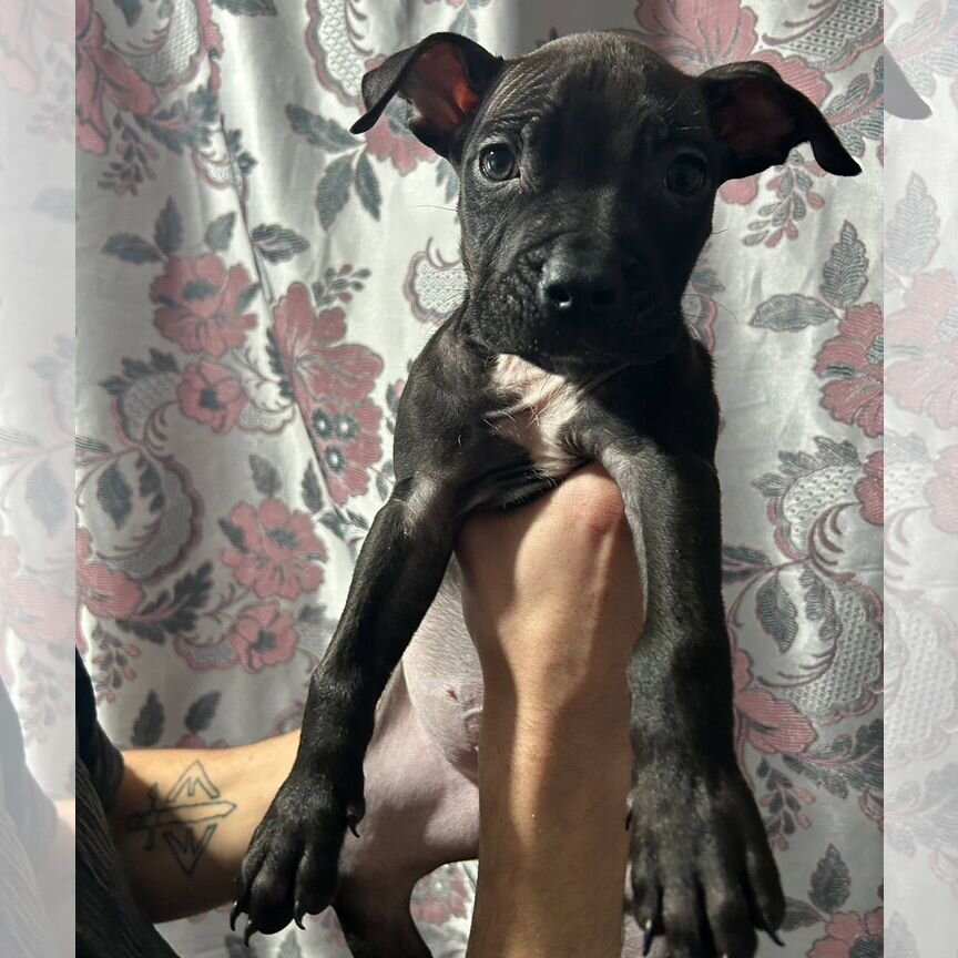 Американский стаффордширский терьер, щенок