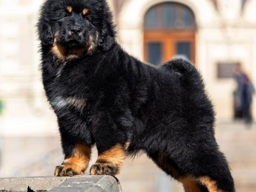 Тибетский мастиф. Щенки