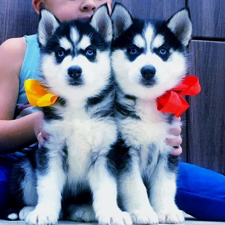 Крутые малыши сибирские хаски с документами