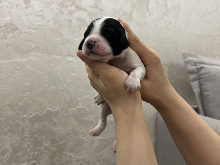 Щенки русского спаниеля