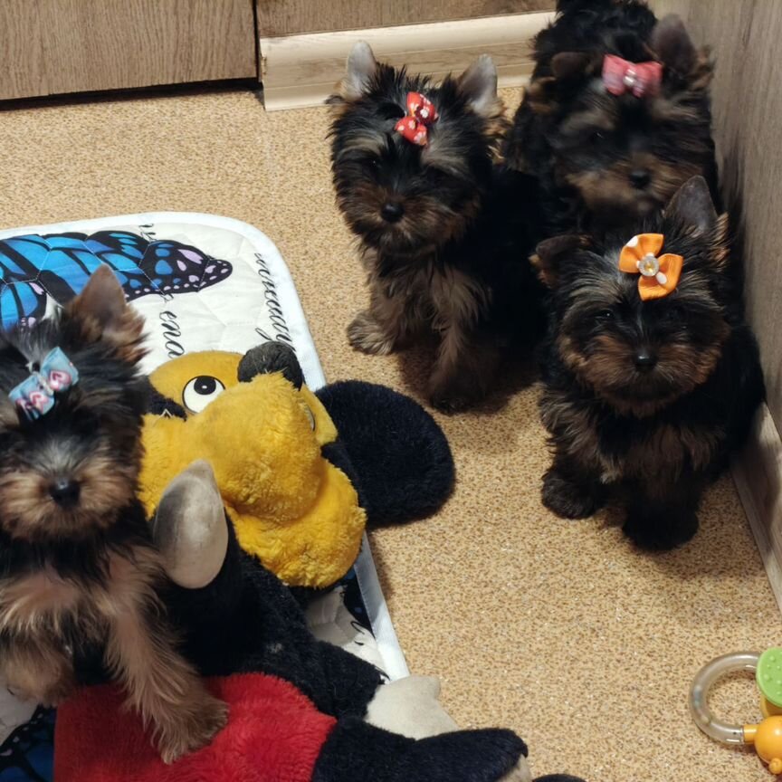 Лучшие детки. Документы РКФ