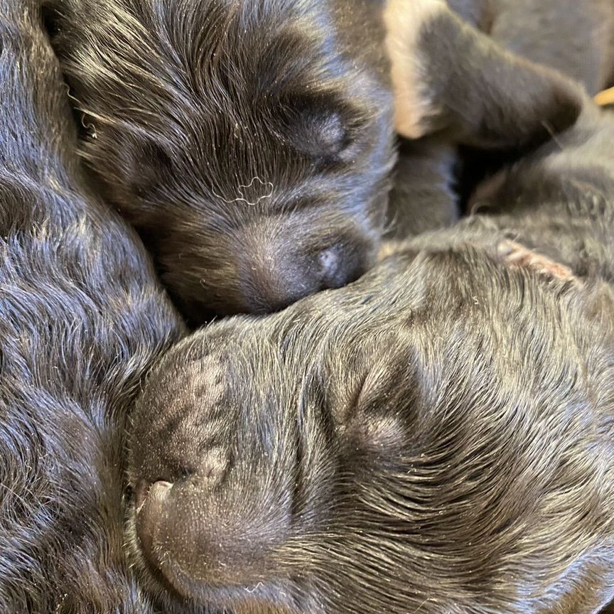 Щенки кавказской овчарки