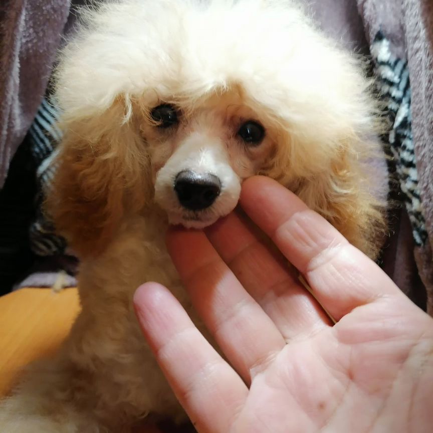 Той-пудель щенки с документами