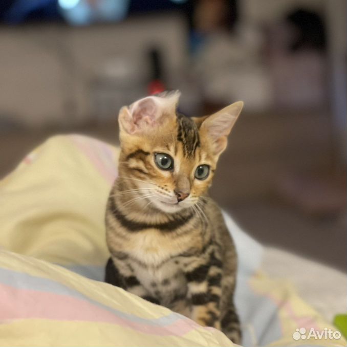 Бенгальские котята готовы переехать