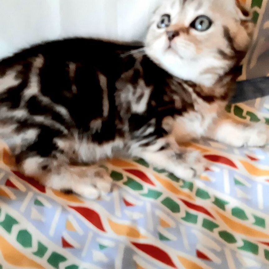 Шотландские котята