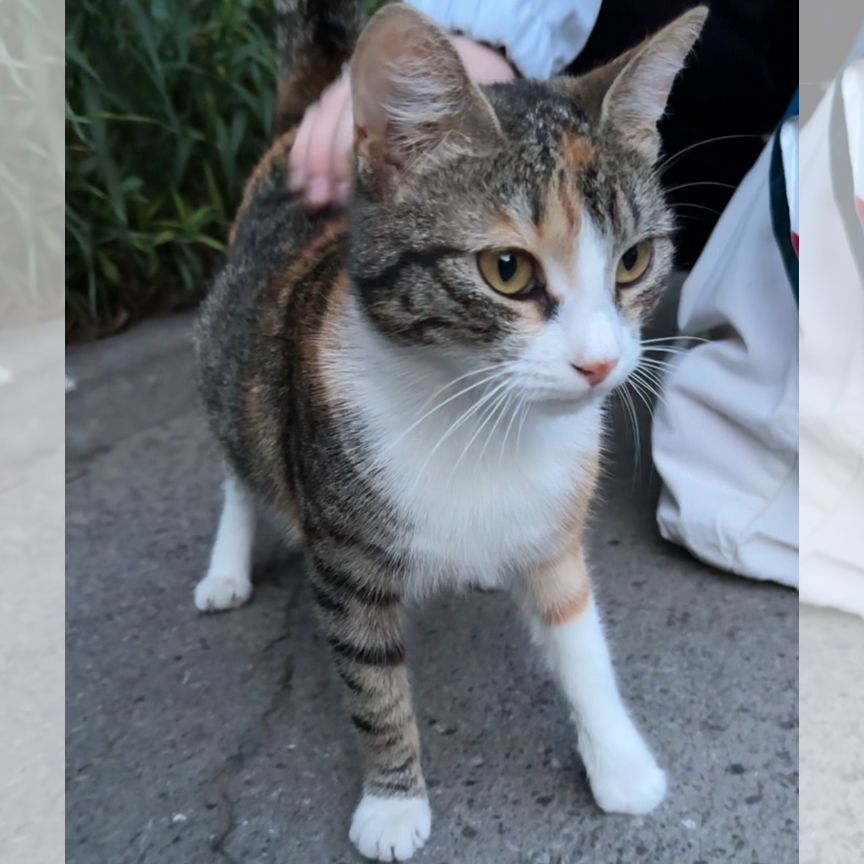 Кошка в добрые руки