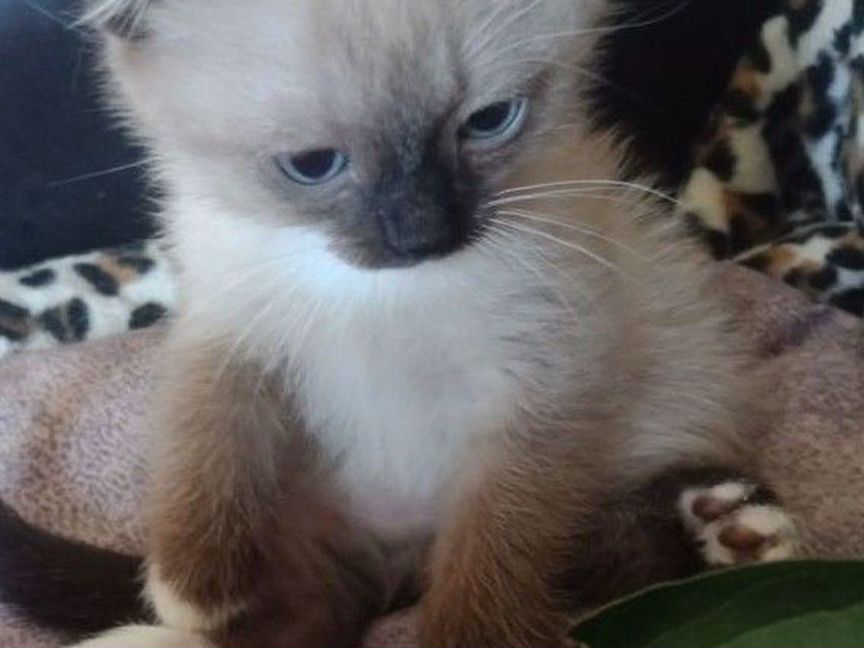 Котята Редгол