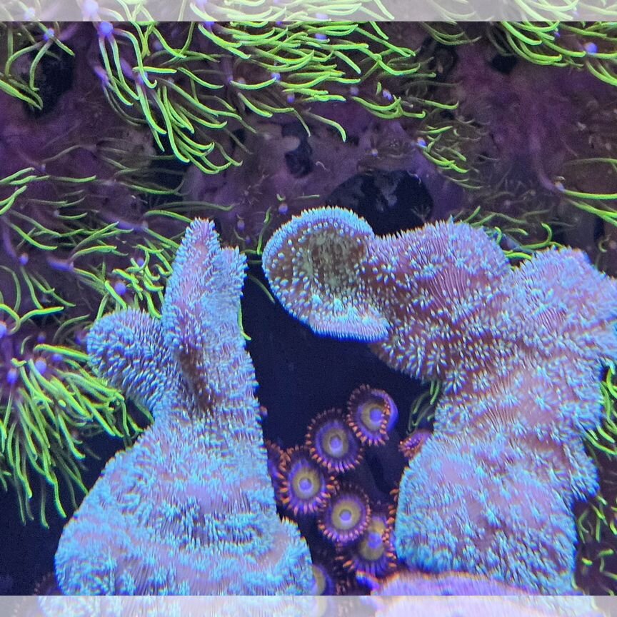 LPS. Павона ультра грин