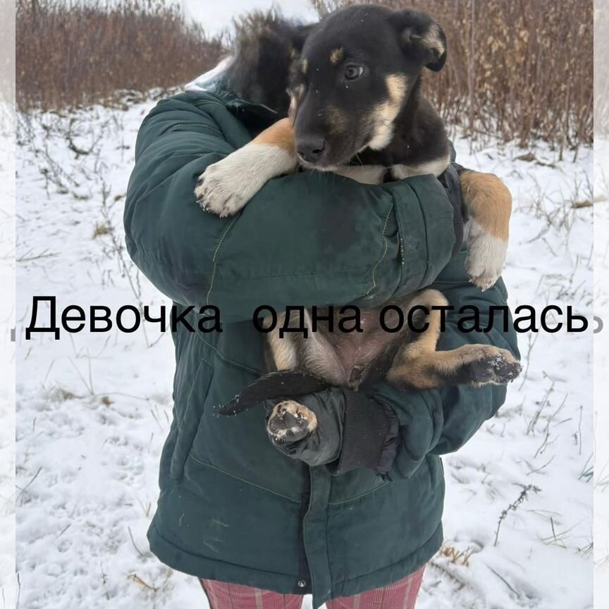 Взрослая собака в добрые руки