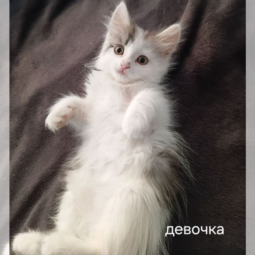 Котёнок в добрые руки
