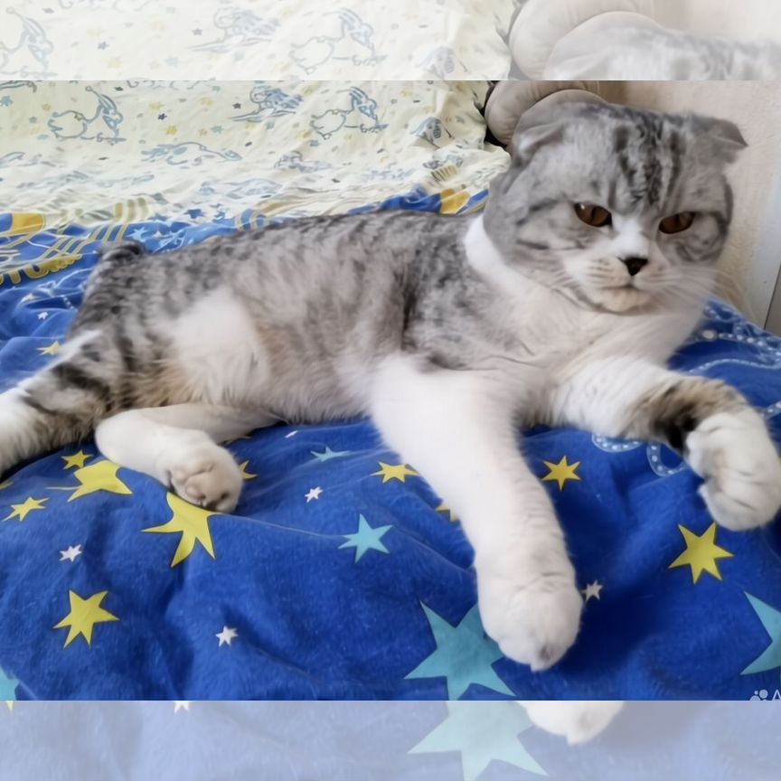 Шотландский вислоухий длинношёрстный, взрослый кот