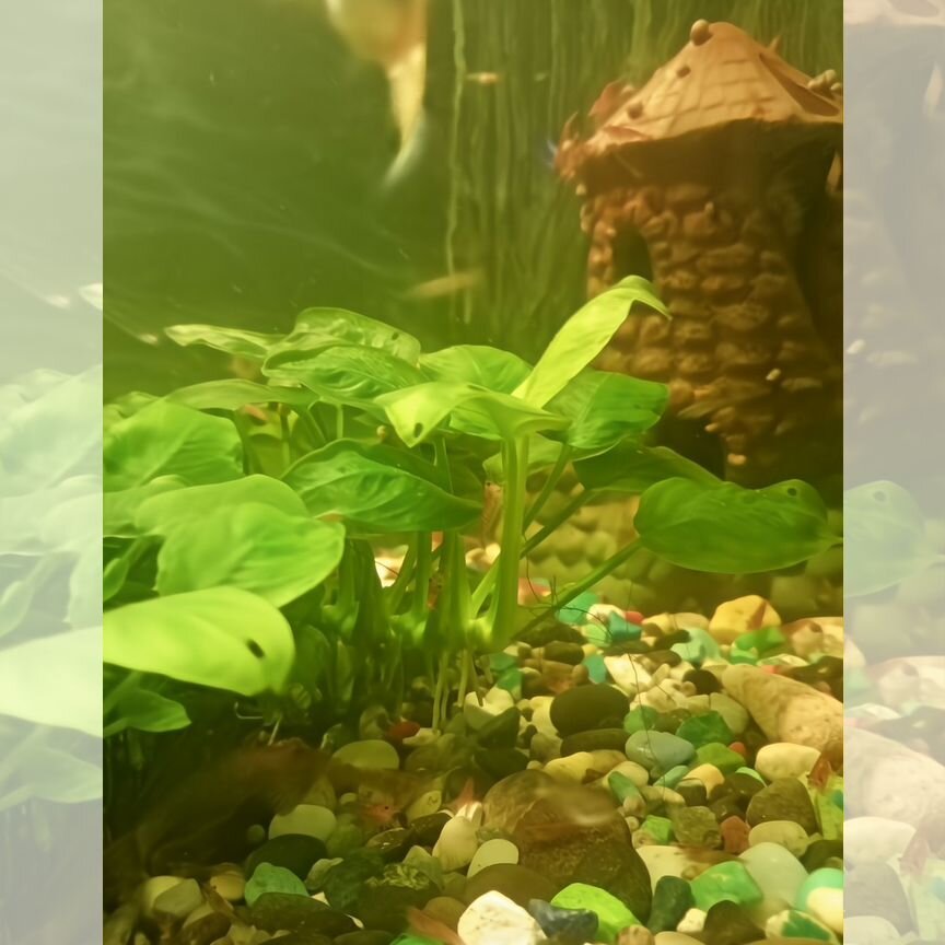 Аквариумные растения