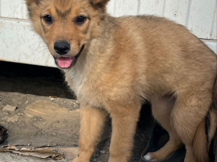 Малышке нужен дом