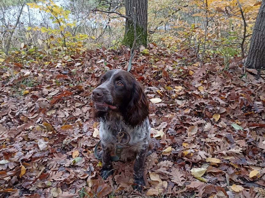 Русский охотничий спаниель вязка