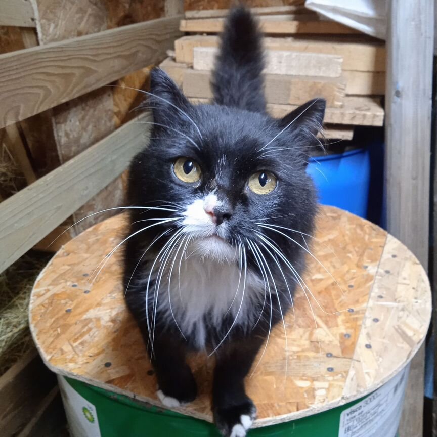 Котик в добрые руки