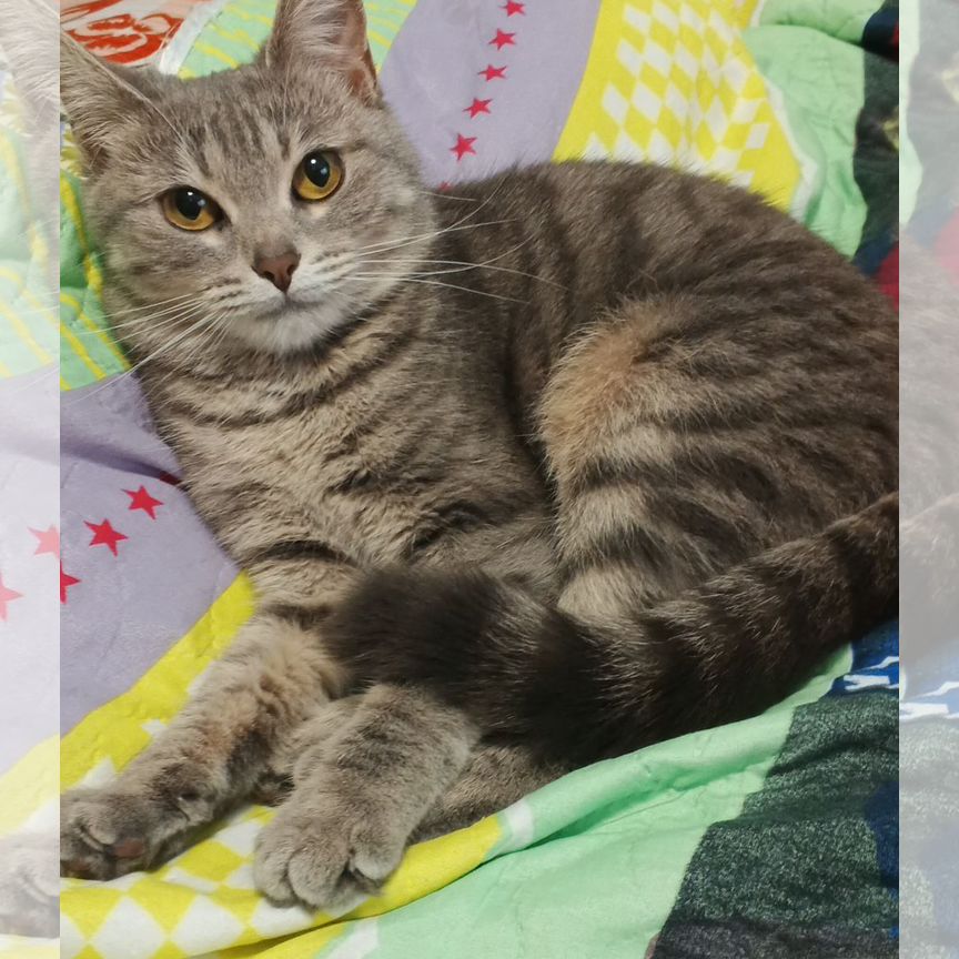 Кошечка 2 года