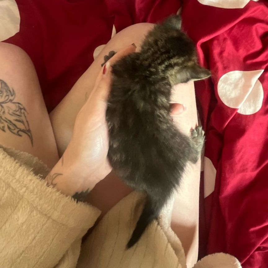 Котёнок в добрые руки